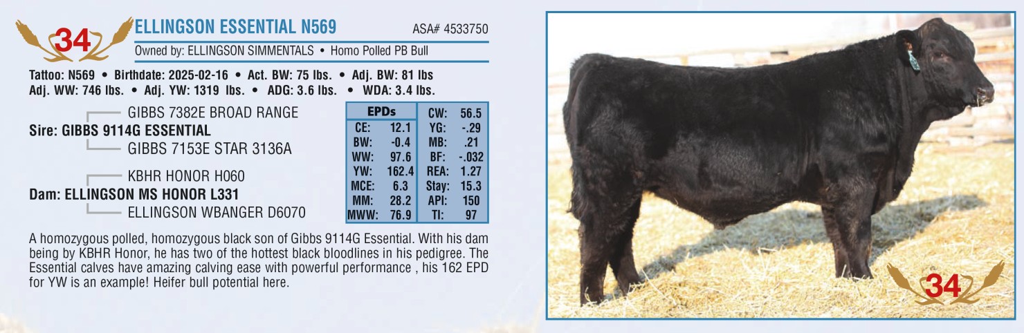 Lot 34: Ellingson Simmentals - Annual Performance Simmental Bull ...