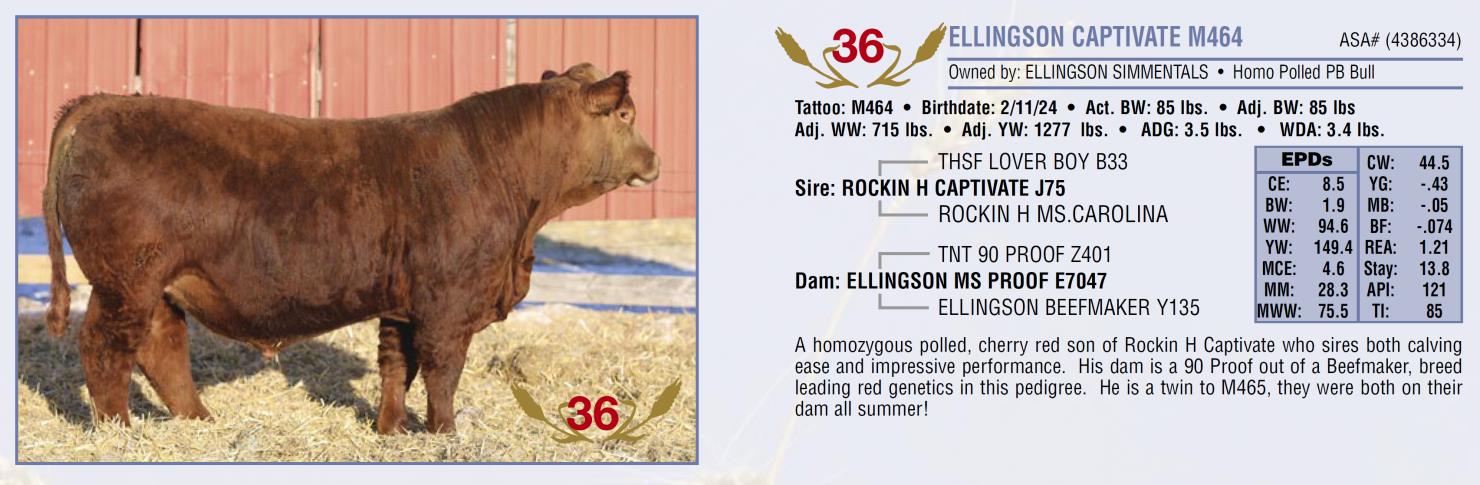 Lot 36: Ellingson Simmentals - Annual Performance Simmental Bull ...