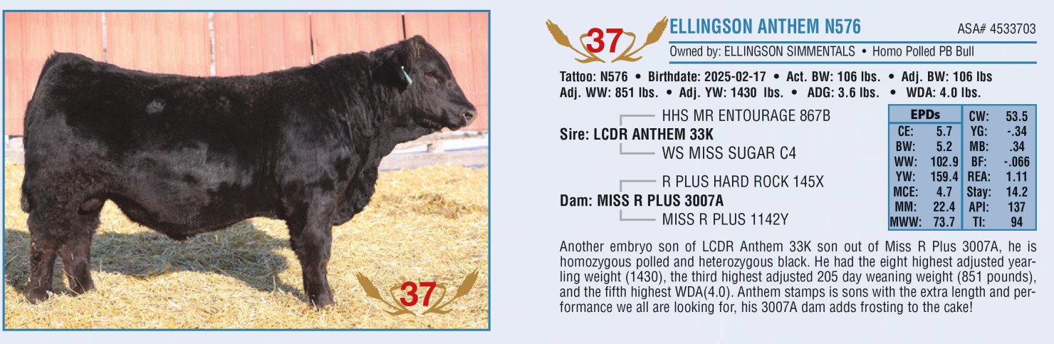 Lot 37: Ellingson Simmentals - Annual Performance Simmental Bull ...