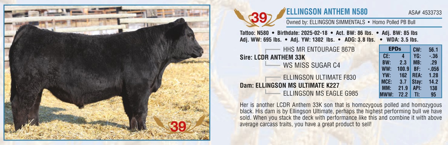 Lot 39: Ellingson Simmentals - Annual Performance Simmental Bull ...