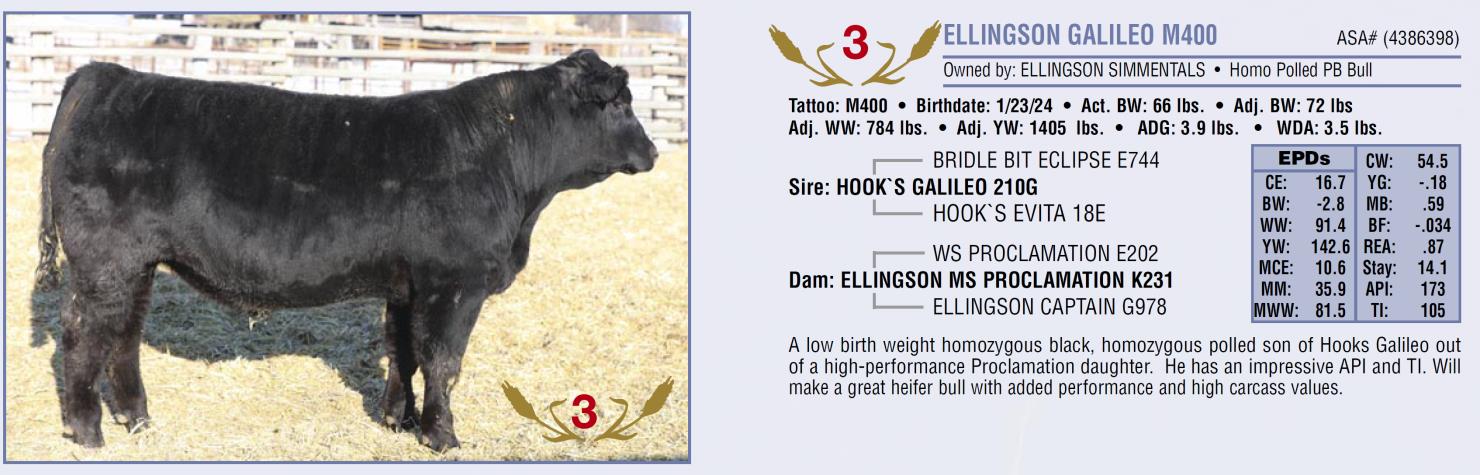 Lot 3: Ellingson Simmentals - Annual Performance Simmental Bull ...
