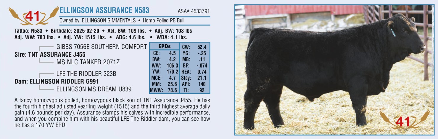Lot 41: Ellingson Simmentals - Annual Performance Simmental Bull ...