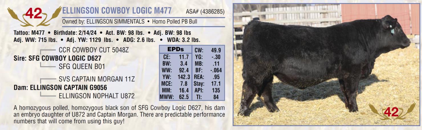 Lot 42: Ellingson Simmentals - Annual Performance Simmental Bull ...