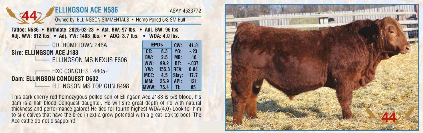 Lot 44: Ellingson Simmentals - Annual Performance Simmental Bull ...