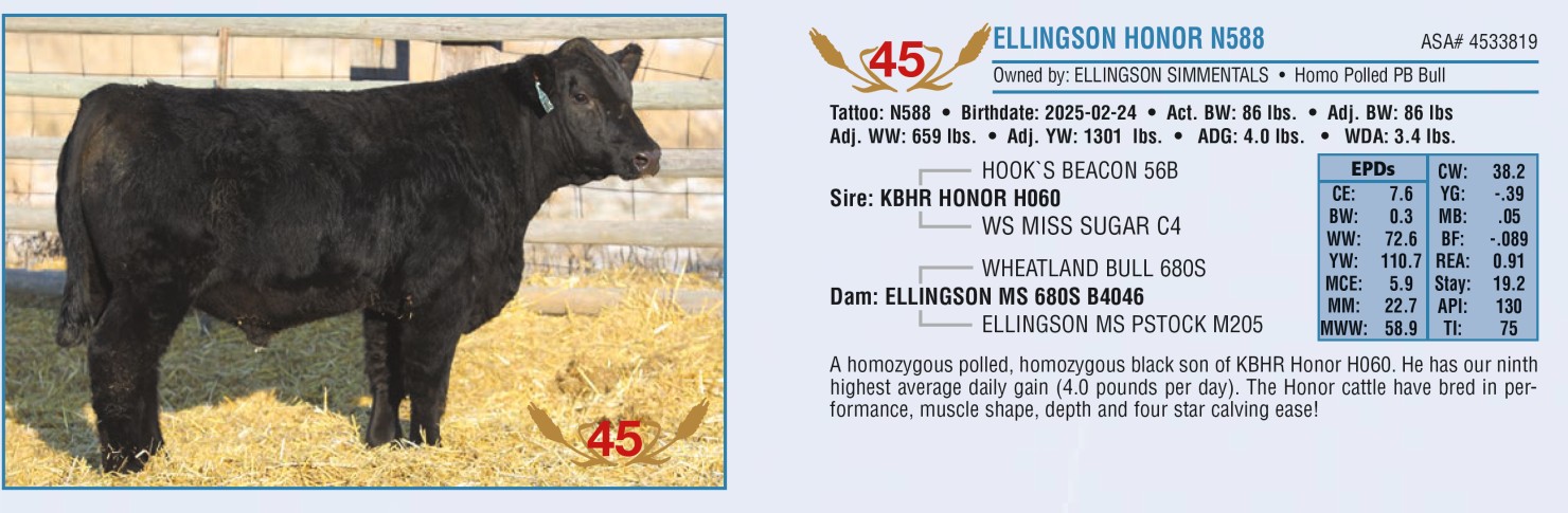 Lot 45: Ellingson Simmentals - Annual Performance Simmental Bull ...