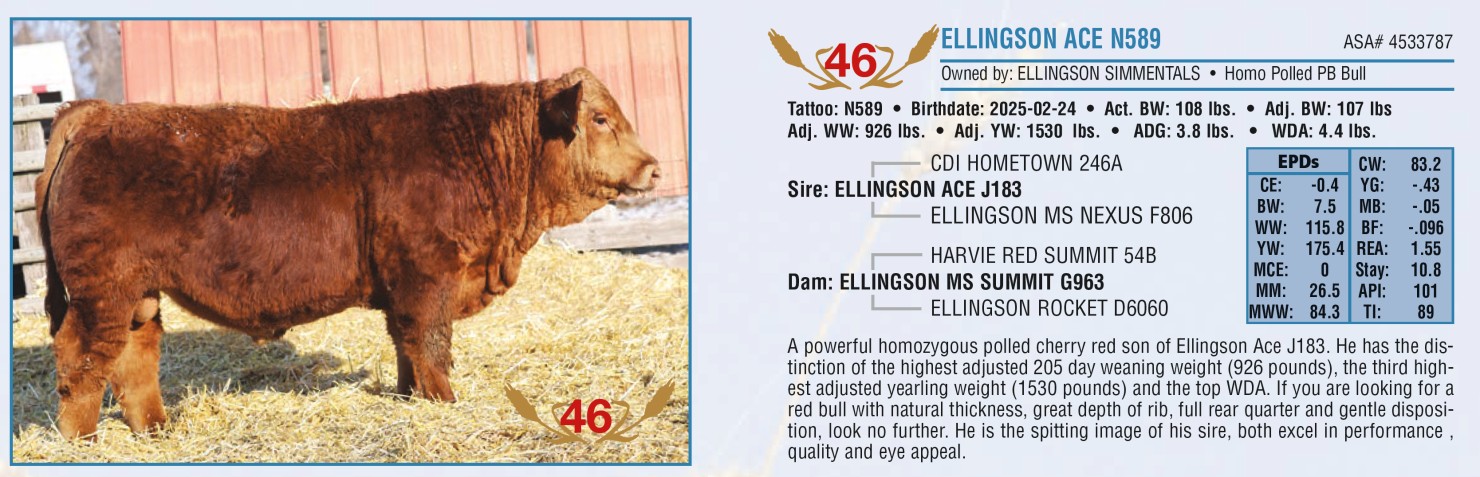 Lot 46: Ellingson Simmentals - Annual Performance Simmental Bull ...