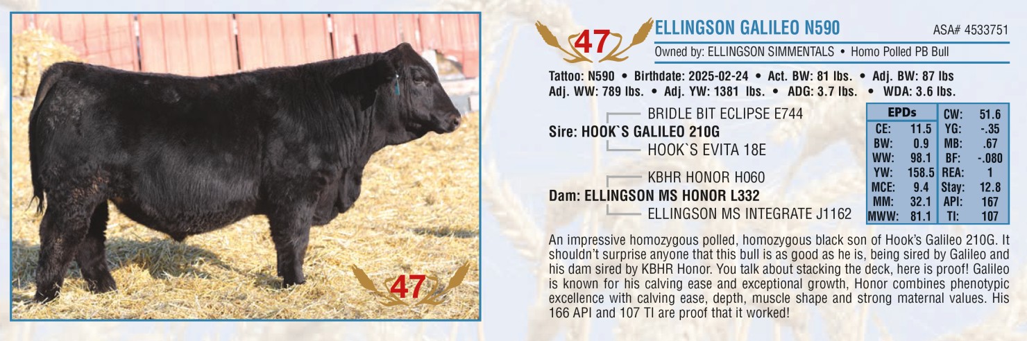 Lot 47: Ellingson Simmentals - Annual Performance Simmental Bull ...