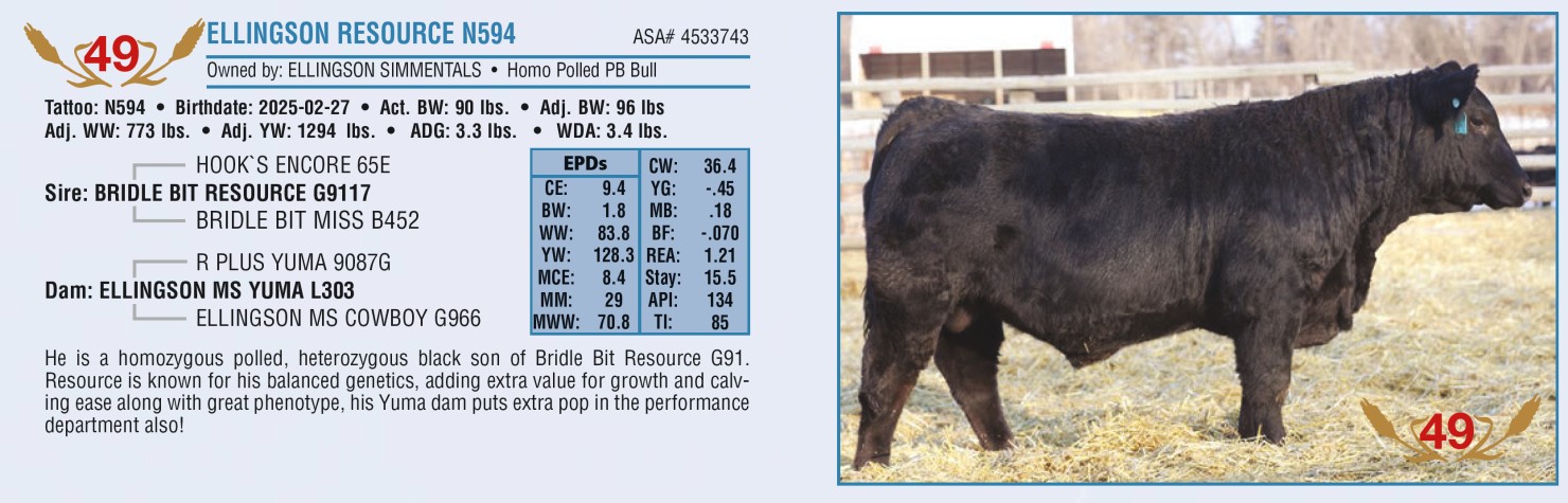Lot 49: Ellingson Simmentals - Annual Performance Simmental Bull ...
