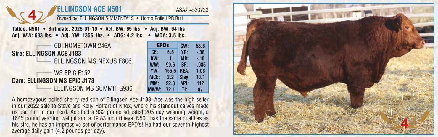 Lot 4: Ellingson Simmentals - Annual Performance Simmental Bull ...