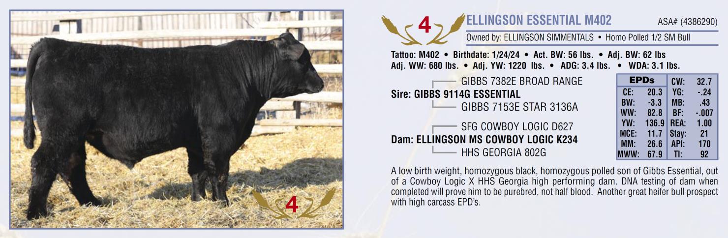 Lot 4: Ellingson Simmentals - Annual Performance Simmental Bull ...