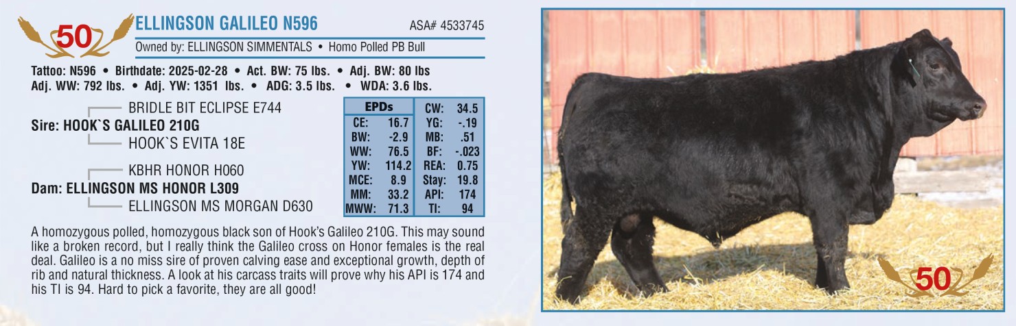 Lot 50: Ellingson Simmentals - Annual Performance Simmental Bull ...