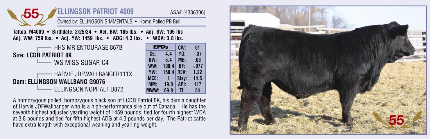 Lot 55: Ellingson Simmentals - Annual Performance Simmental Bull ...
