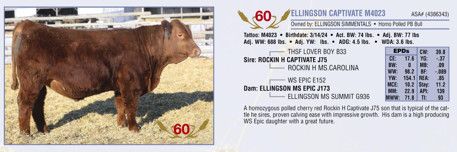 Lot 60: Ellingson Simmentals - Annual Performance Simmental Bull ...