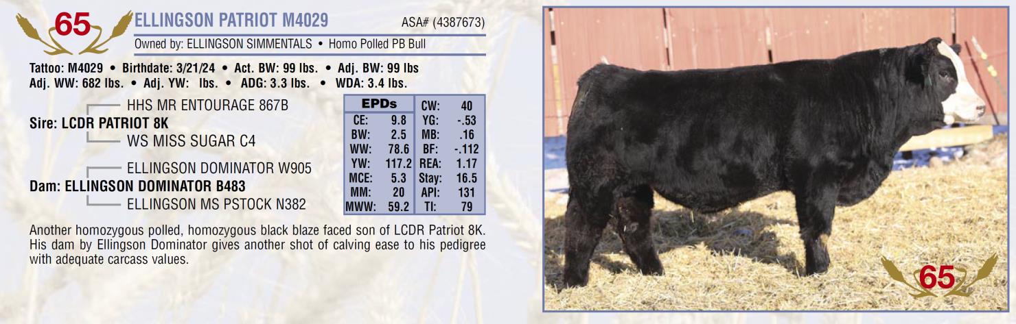 Lot 65: Ellingson Simmentals - Annual Performance Simmental Bull ...