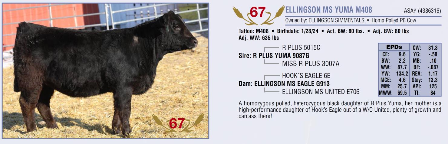 Lot 67: Ellingson Simmentals - Annual Performance Simmental Bull ...