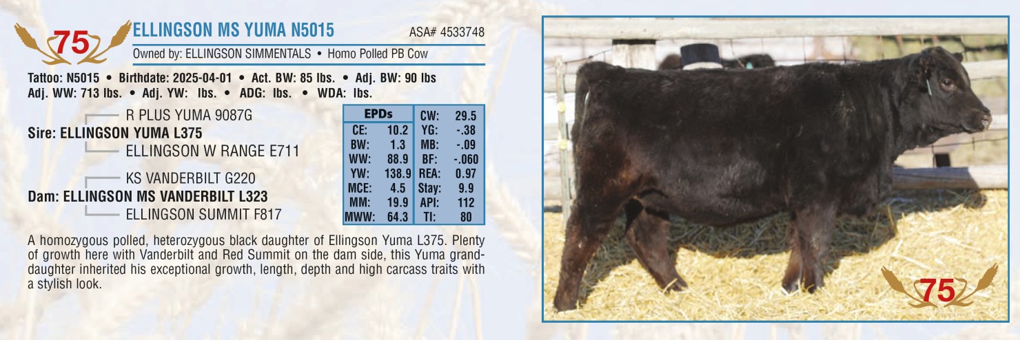 Lot 75: Ellingson Simmentals - Annual Performance Simmental Bull ...