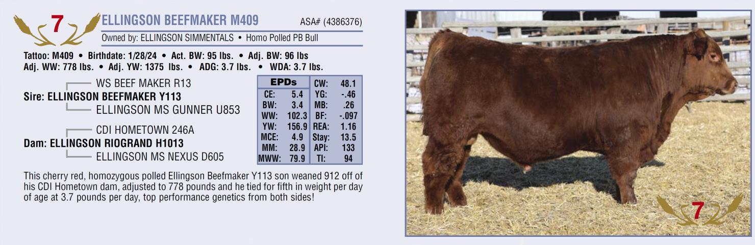 Lot 7: Ellingson Simmentals - Annual Performance Simmental Bull ...