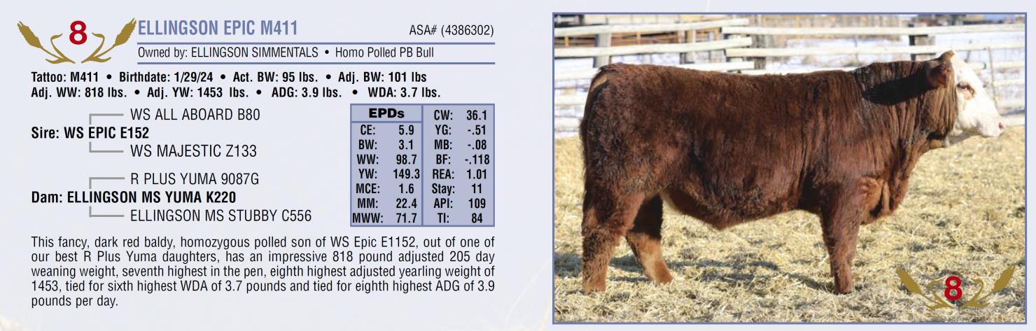 Lot 8: Ellingson Simmentals - Annual Performance Simmental Bull ...