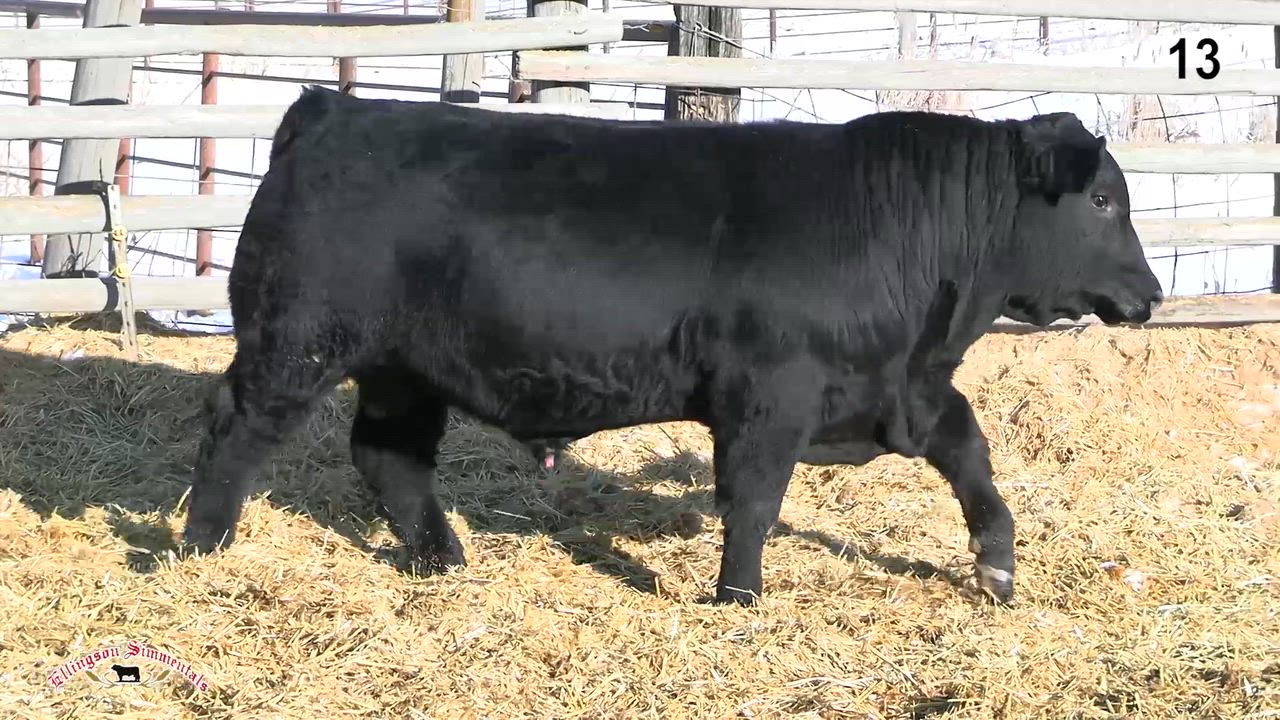 Lot 13: Ellingson Simmentals - Annual Performance Simmental Bull ...