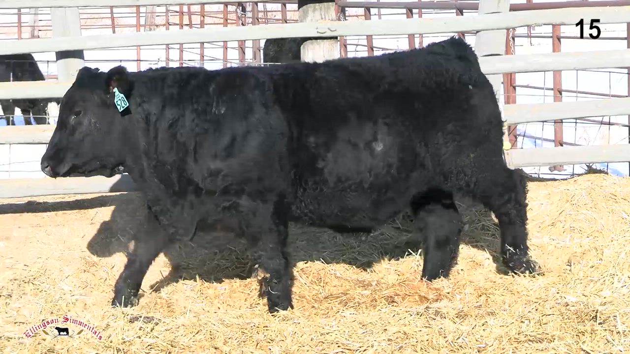 Lot 15: Ellingson Simmentals - Annual Performance Simmental Bull ...