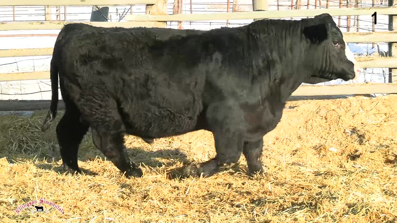 Lot 1: Ellingson Simmentals - Annual Performance Simmental Bull ...