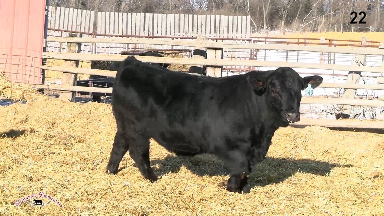 Lot 22: Ellingson Simmentals - Annual Performance Simmental Bull ...