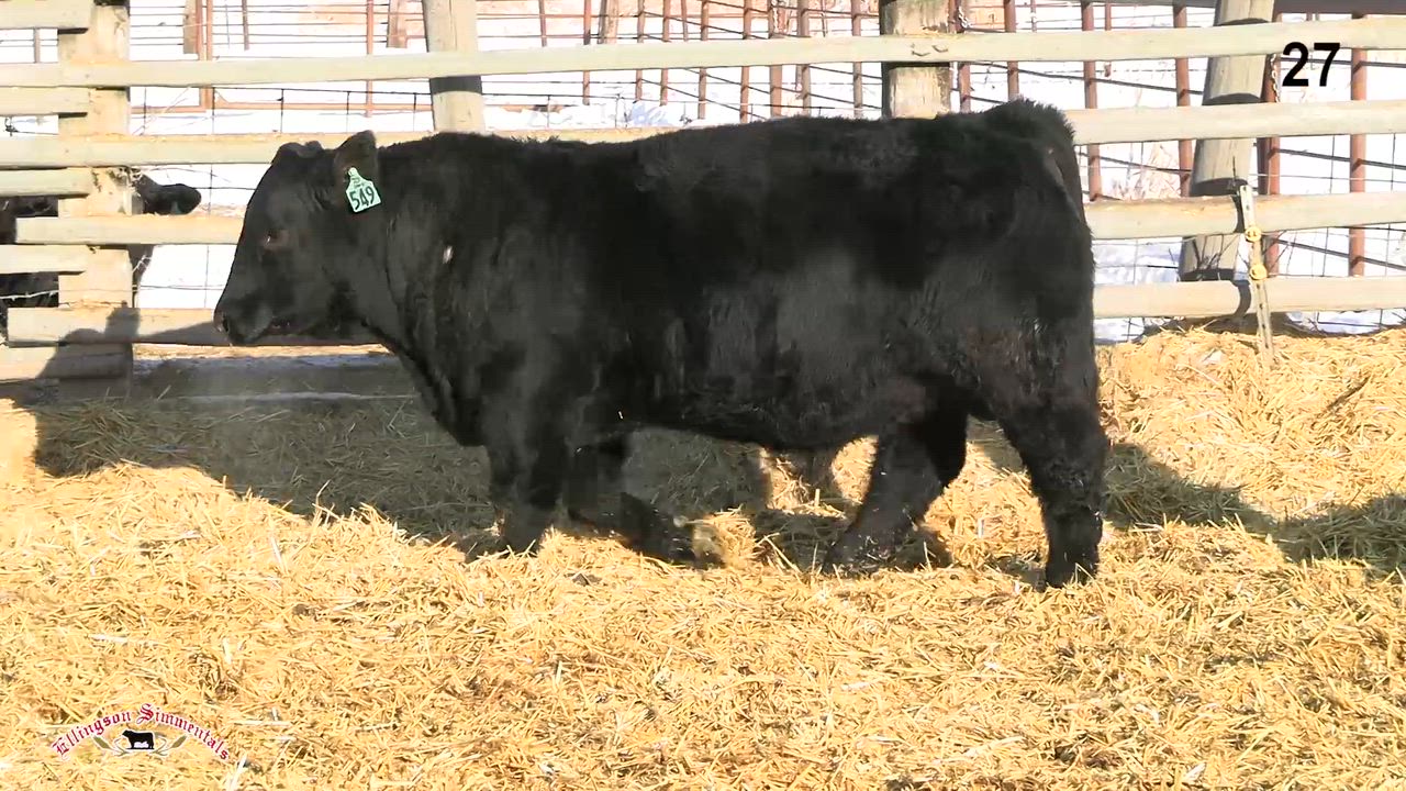 Lot 27: Ellingson Simmentals - Annual Performance Simmental Bull ...