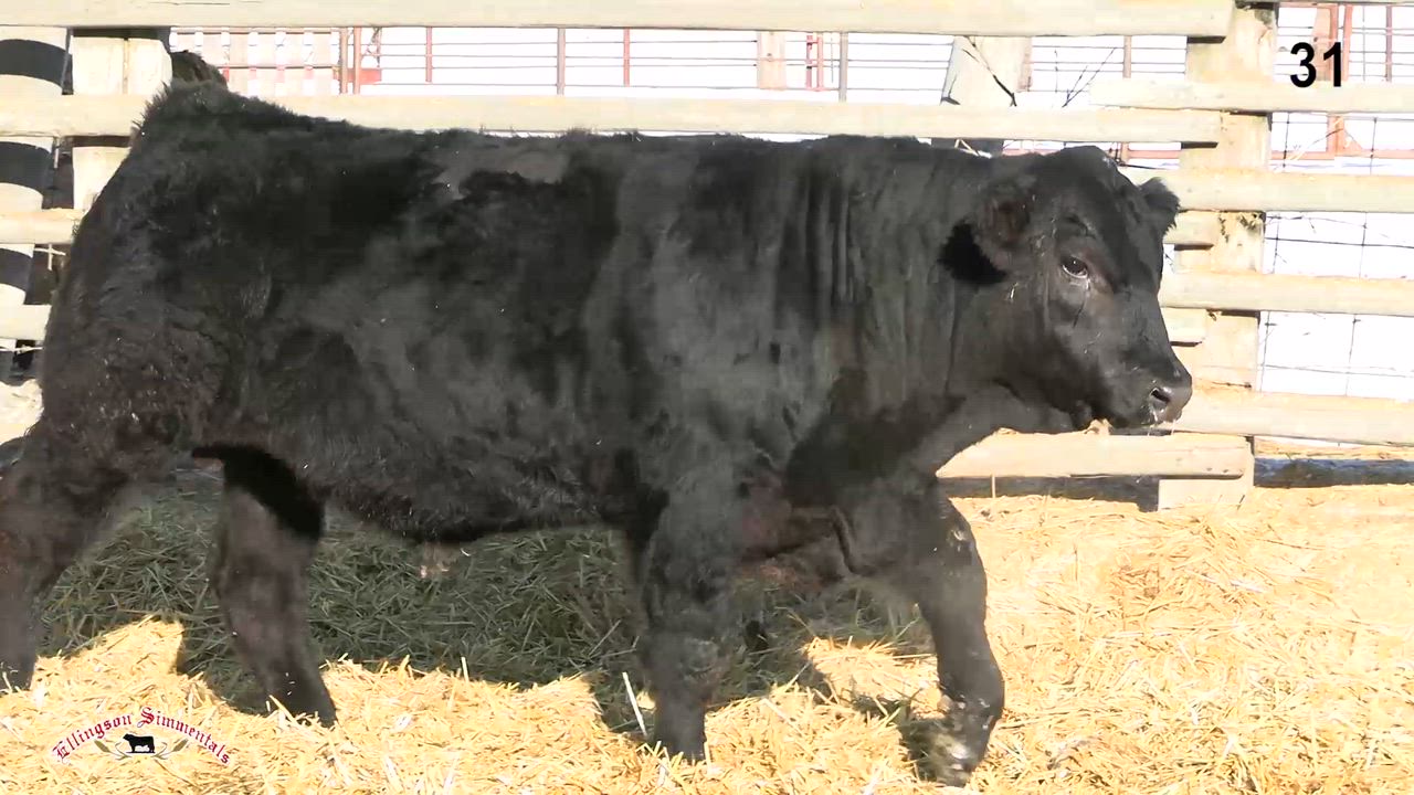 Lot 31: Ellingson Simmentals - Annual Performance Simmental Bull ...