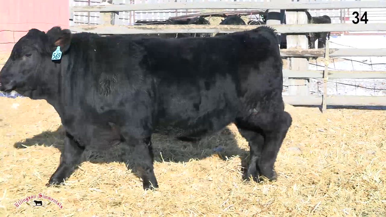 Lot 34: Ellingson Simmentals - Annual Performance Simmental Bull ...