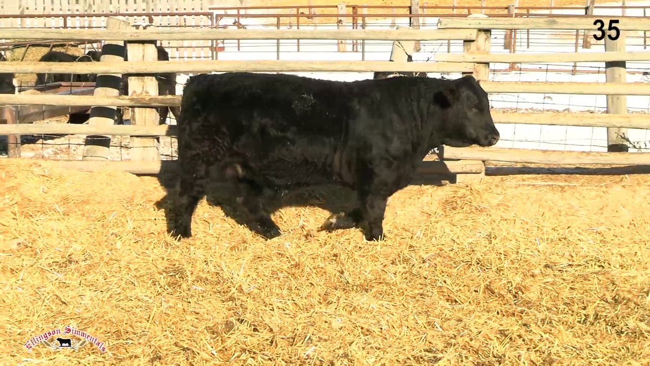 Lot 35: Ellingson Simmentals - Annual Performance Simmental Bull ...