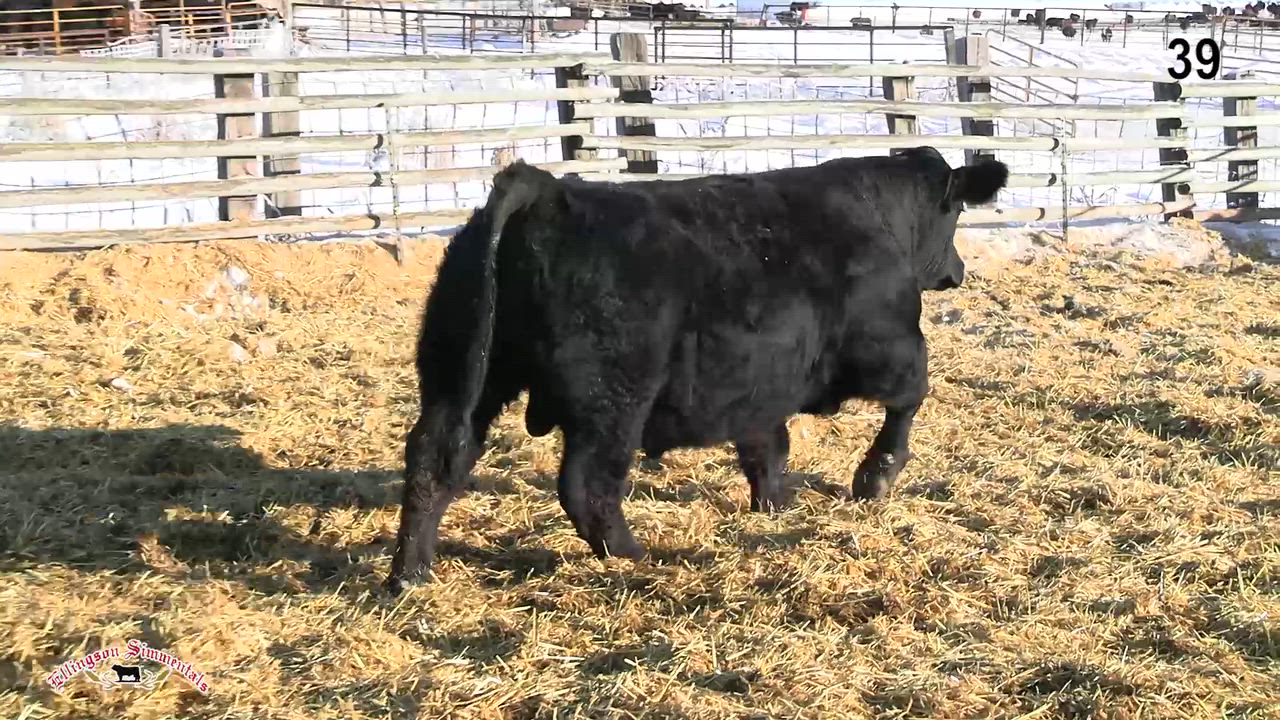 Lot 39: Ellingson Simmentals - Annual Performance Simmental Bull ...