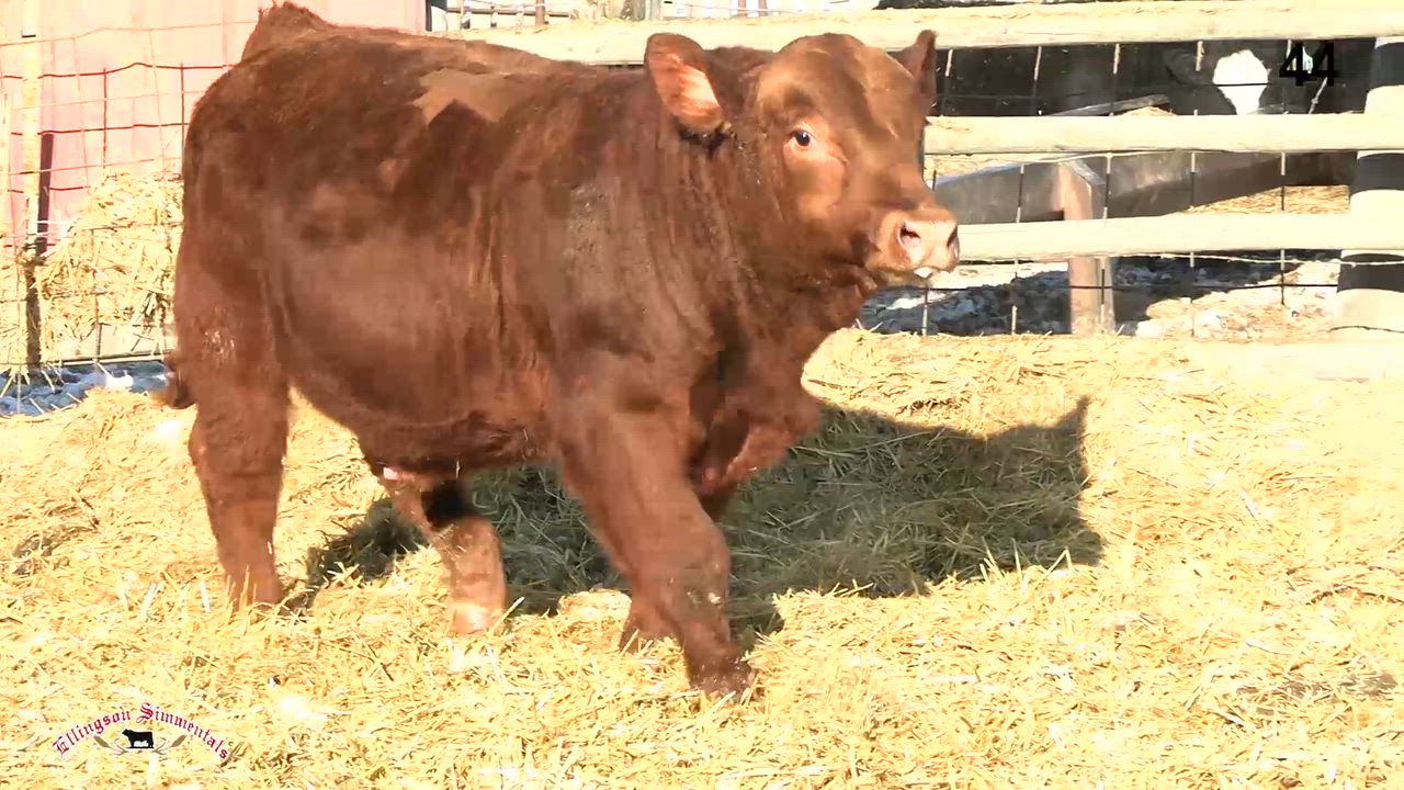 Lot 44: Ellingson Simmentals - Annual Performance Simmental Bull ...