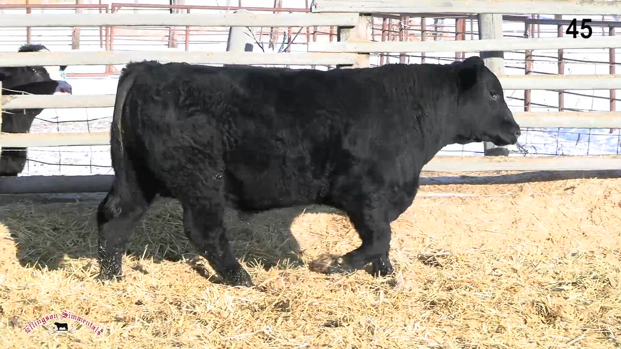 Lot 45: Ellingson Simmentals - Annual Performance Simmental Bull ...