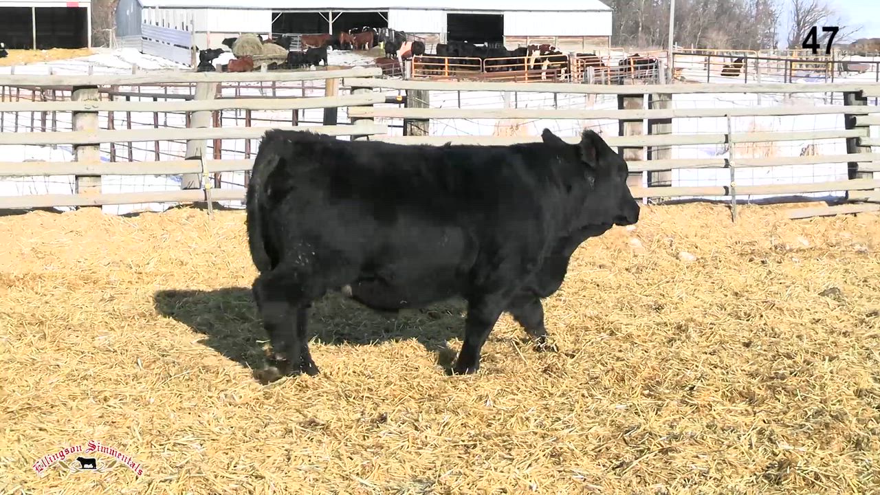 Lot 47: Ellingson Simmentals - Annual Performance Simmental Bull ...