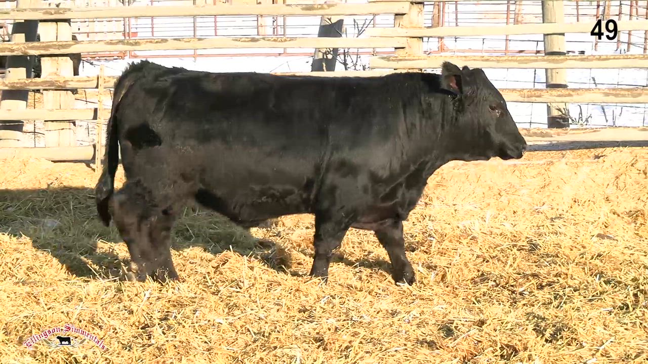 Lot 49: Ellingson Simmentals - Annual Performance Simmental Bull ...