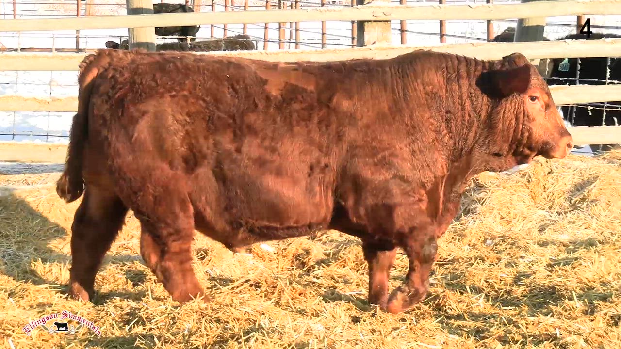 Lot 4: Ellingson Simmentals - Annual Performance Simmental Bull ...