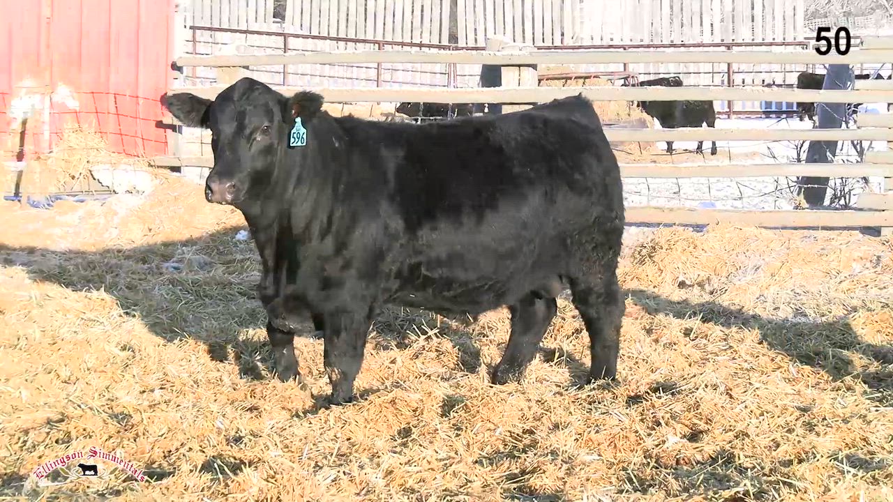 Lot 50: Ellingson Simmentals - Annual Performance Simmental Bull ...