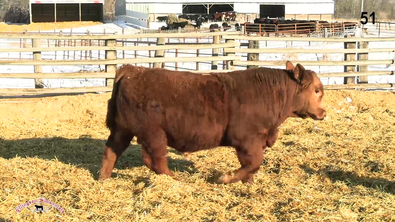 Lot 51: Ellingson Simmentals - Annual Performance Simmental Bull ...