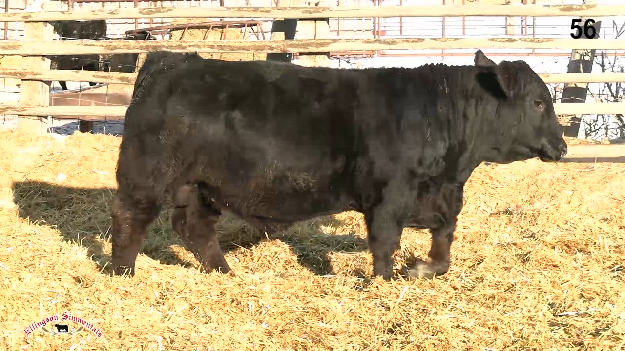 Lot 56: Ellingson Simmentals - Annual Performance Simmental Bull ...