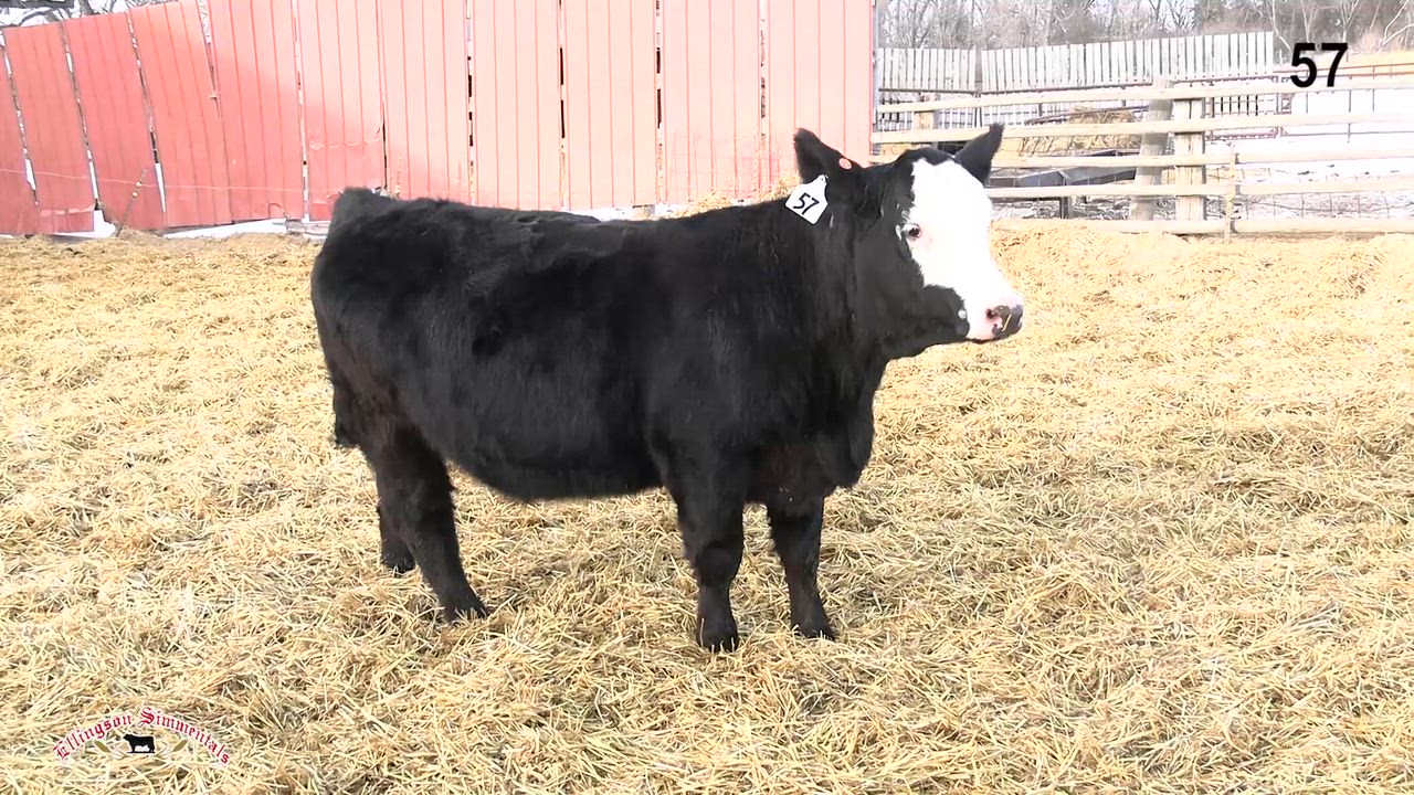 Lot 57: Ellingson Simmentals - Annual Performance Simmental Bull ...