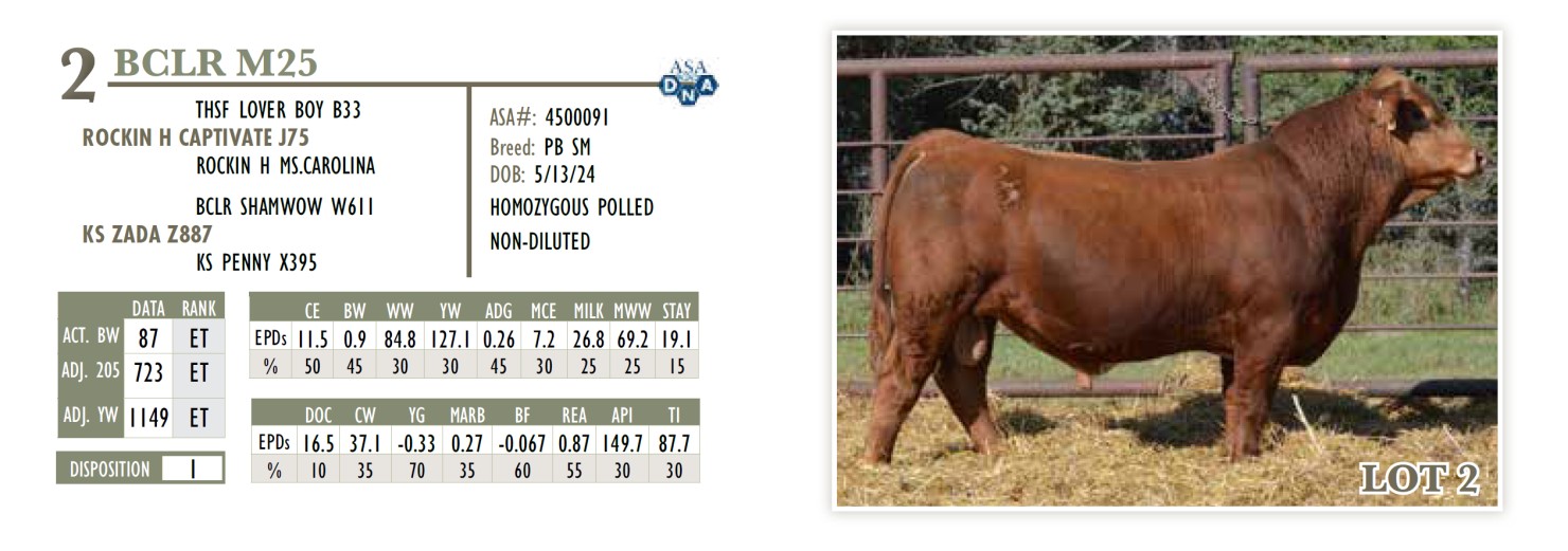 Lot 2: Bichler Simmentals - 21st Annual Simmental Bull And Female Sale ...