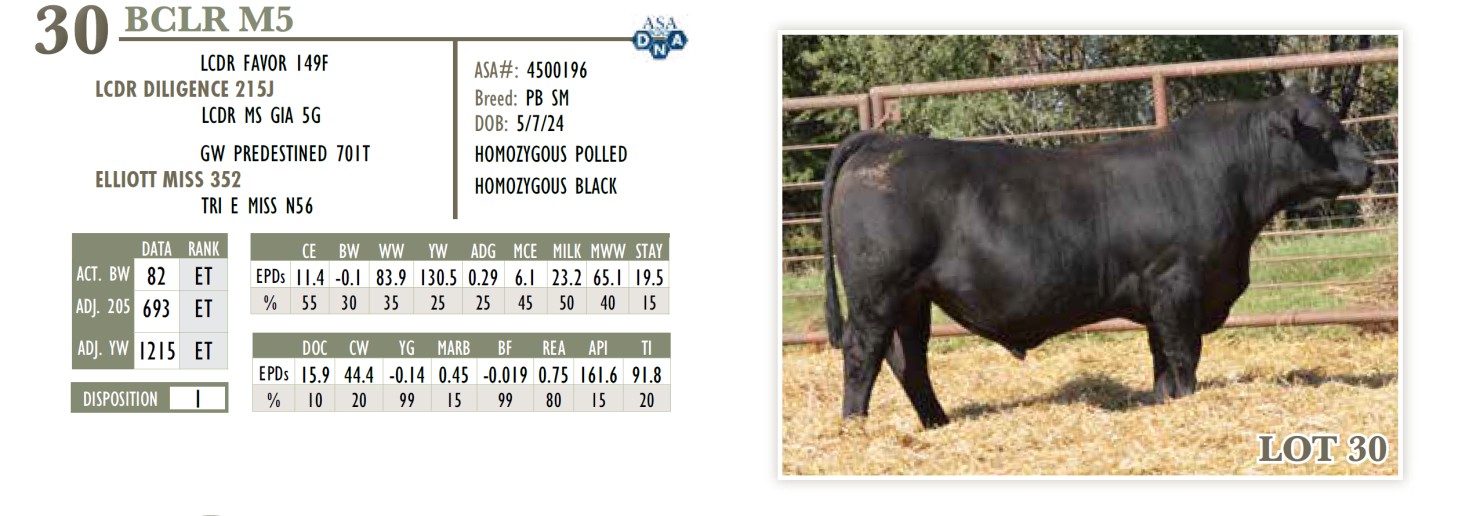 Lot 30: Bichler Simmentals - 21st Annual Simmental Bull And Female Sale ...