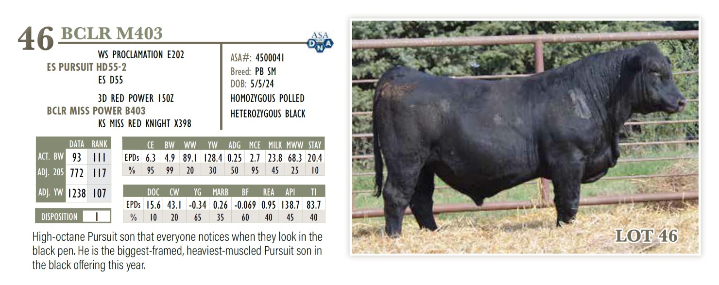 Lot 46: Bichler Simmentals - 21st Annual Simmental Bull And Female Sale ...