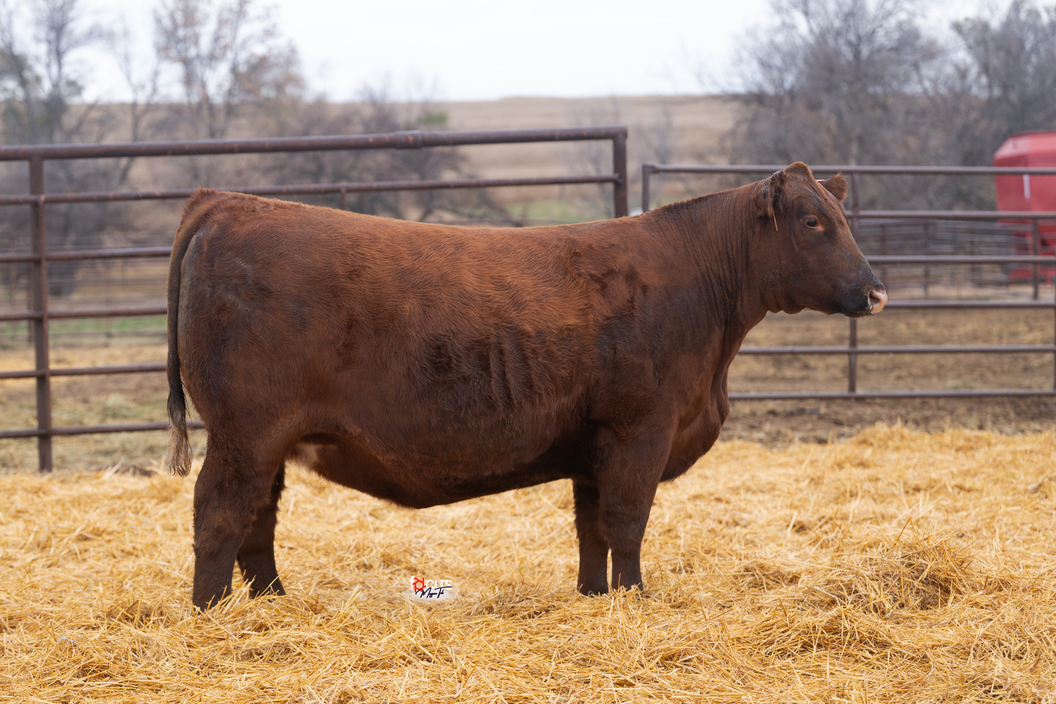 Lot 13 - PHG Miss Rhonda 422M: Prairie Hills Gelbvieh - Princesses of ...