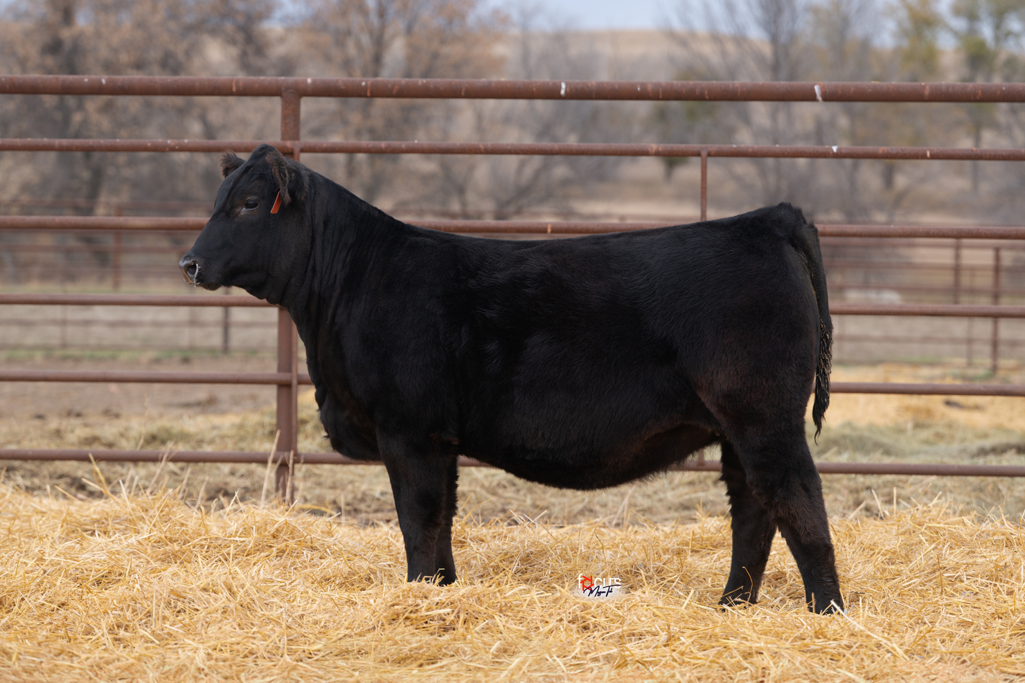 Lot 2 - PHG Miss Daina N34: Prairie Hills Gelbvieh - Princesses of the ...