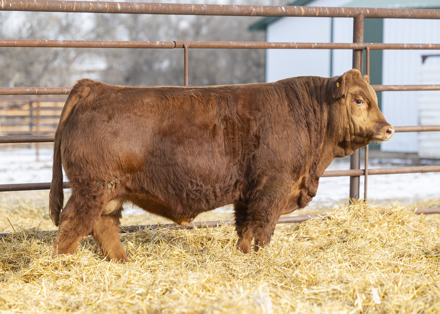 Lot 22B - PHG Legendary L393 ET - Semen Package: Prairie Hills Gelbvieh ...