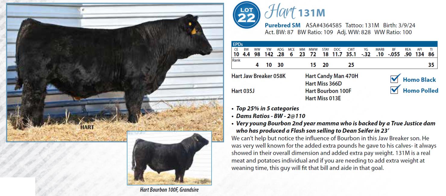 Lot 22: Hart Simmentals - Annual Beef Builder Simmental Bull & Female ...