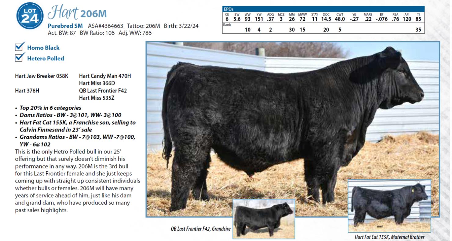 Lot 24: Hart Simmentals - Annual Beef Builder Simmental Bull & Female ...