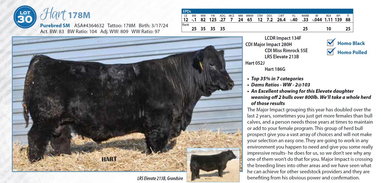 Lot 30: Hart Simmentals - Annual Beef Builder Simmental Bull & Female ...