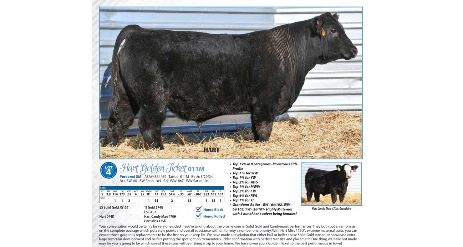 Lot 4: Hart Simmentals - Annual Beef Builder Simmental Bull & Female ...